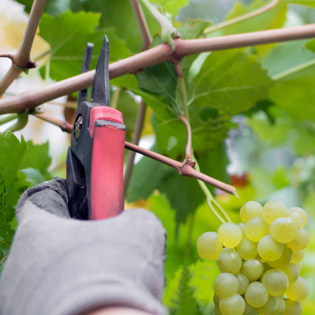 The Power of Pruning in Christian Leadership Development